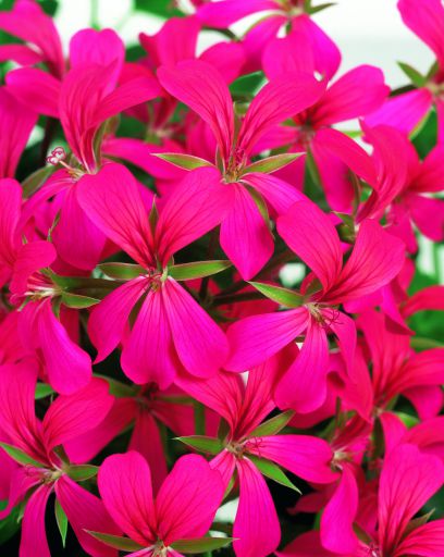 Egyptian German co. For Agricultural Production