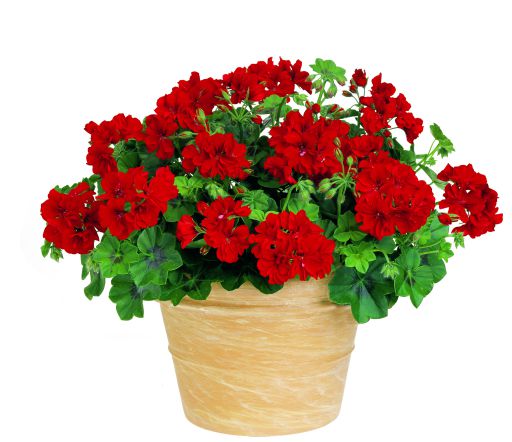 Egyptian German co. For Agricultural Production